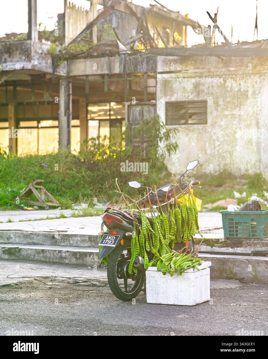 Cameron Highlands, Malaysia - Sep 15, 2022 Parkia speciosa seller or ...