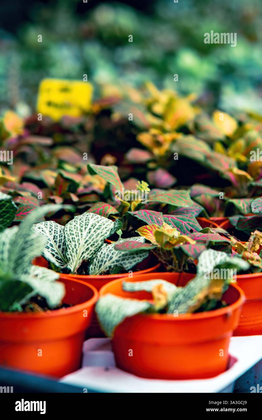 Baby plants in small pots in the garden Stock Photo - Alamy
