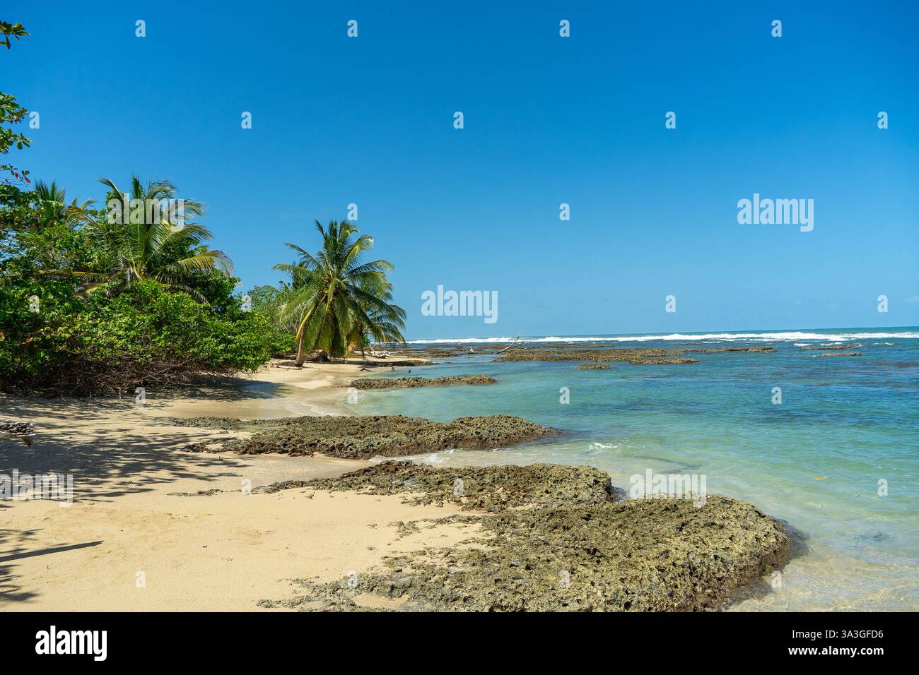 Tropical beach. Peaceful Caribbean beach with palm tree. Bastimentos ...
