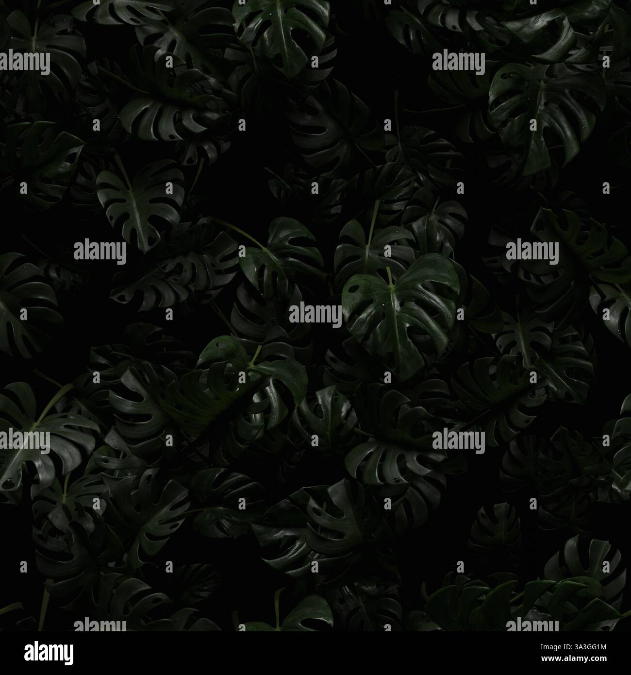 3D rendering of seamless monstera plants texture in 4K resolution Stock ...