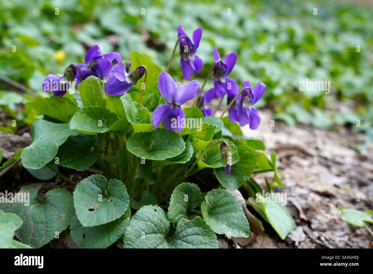 Viola odorata (sweet violets) fresh flowers in the garden in spring ...