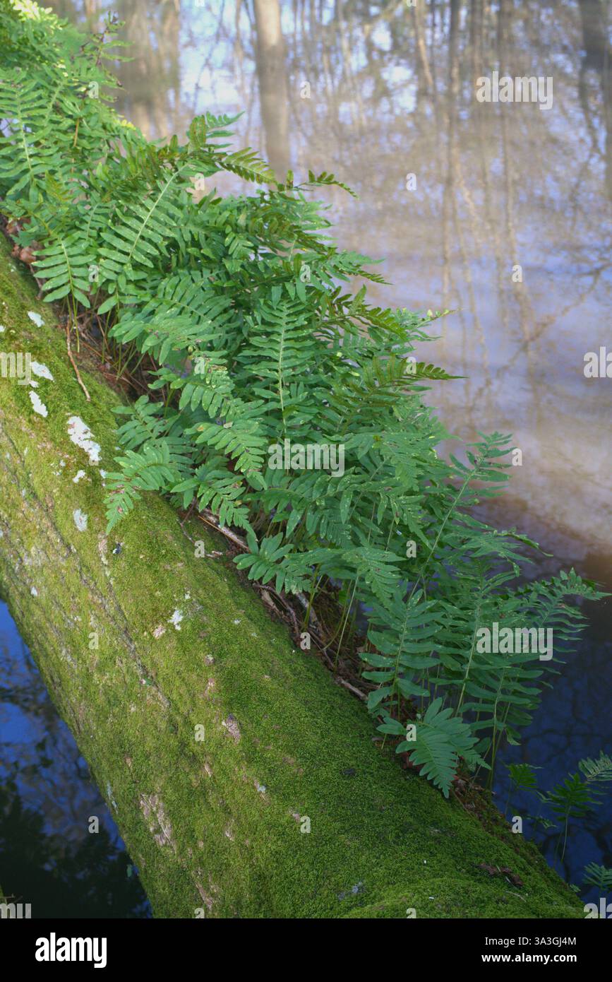 Common polypody fern growing on the trunk of an Oak tree Stock Photo ...