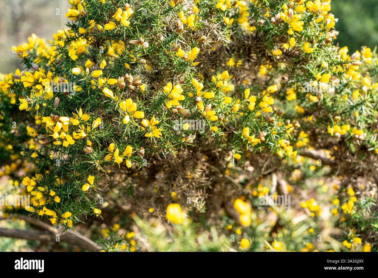 Common Gorse Ulex europaeus plant Stock Photo - Alamy