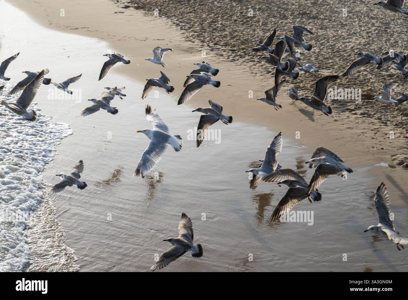 Birds taking off and landing hi-res stock photography and images - Alamy