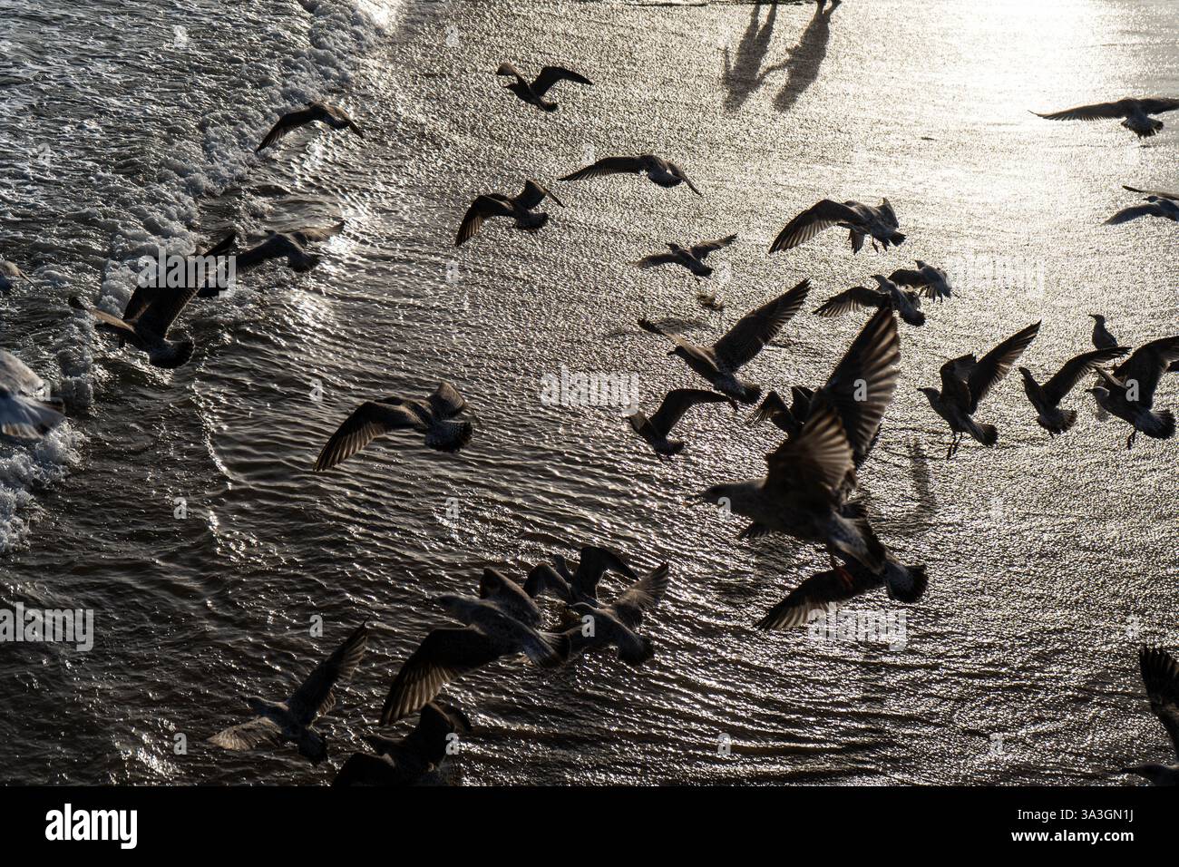 Seagulls over beach hi-res stock photography and images - Alamy