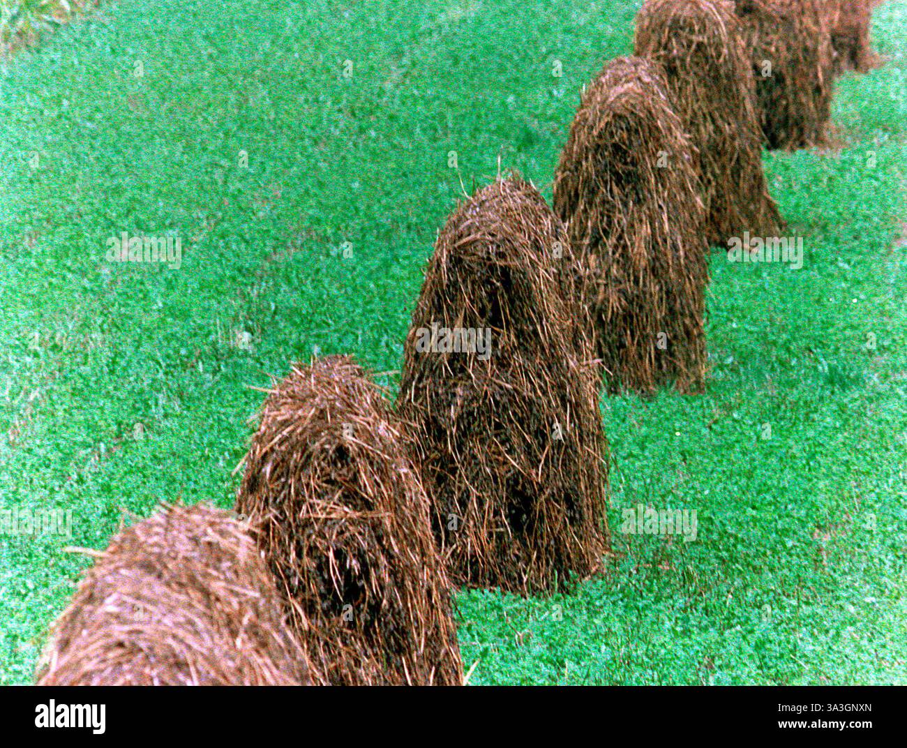 hay is dryd green grass,grassland in farming and agriculture hay is ...