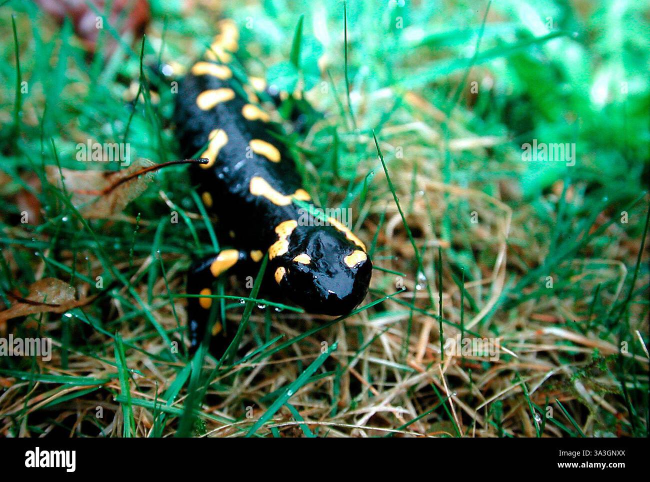 closeup of a black and yellow fire salamander on the forest soil fire ...