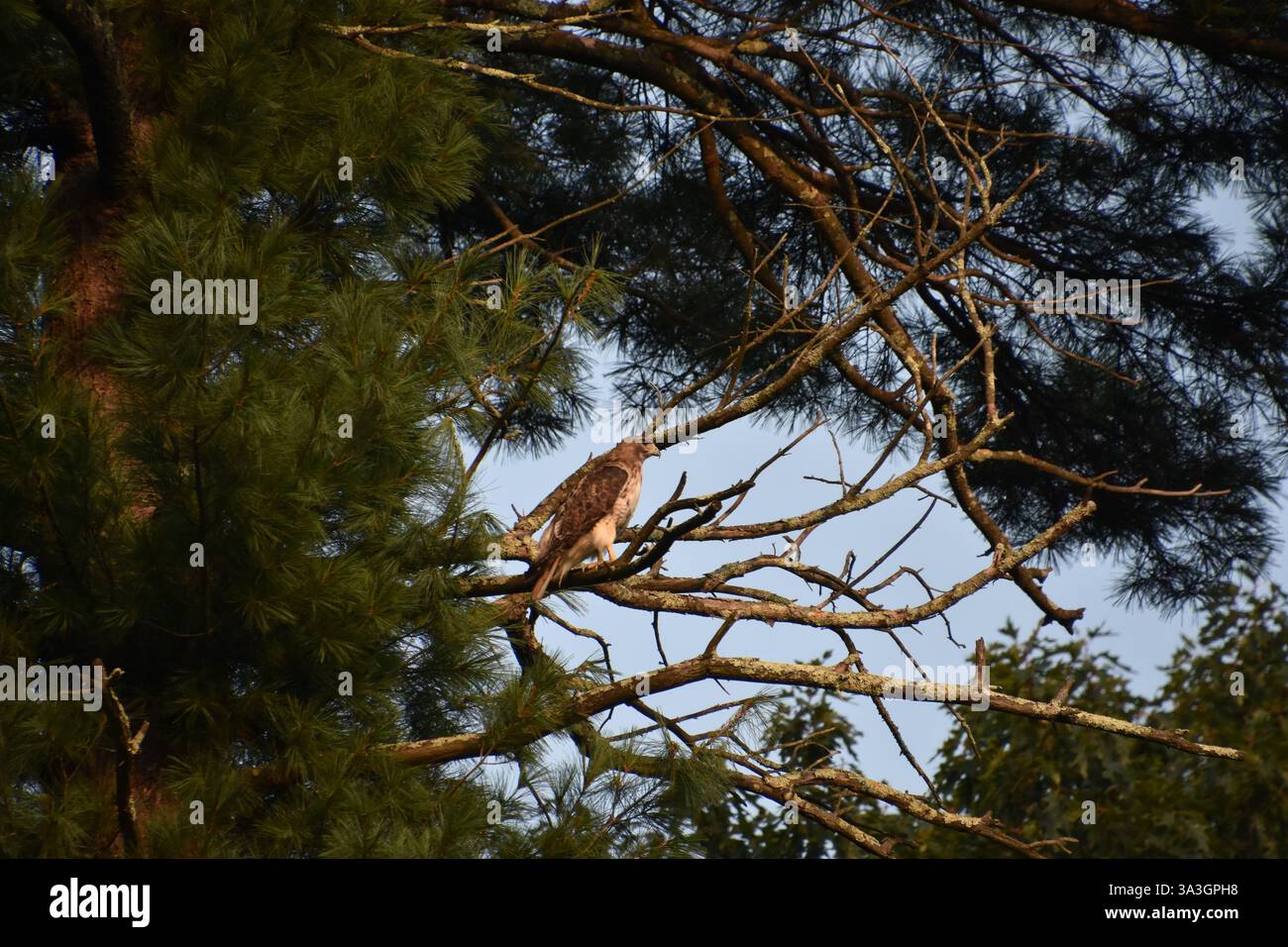 Amazing falcon sitting on the end of a limb in a tree Stock Photo - Alamy