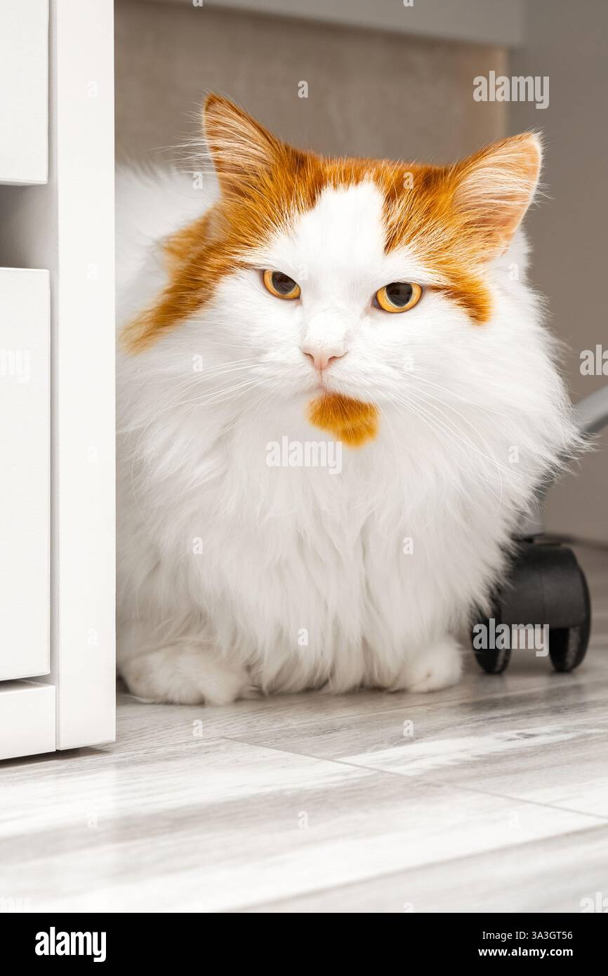 white cat with red head hiding under table. the cat is hiding from ...