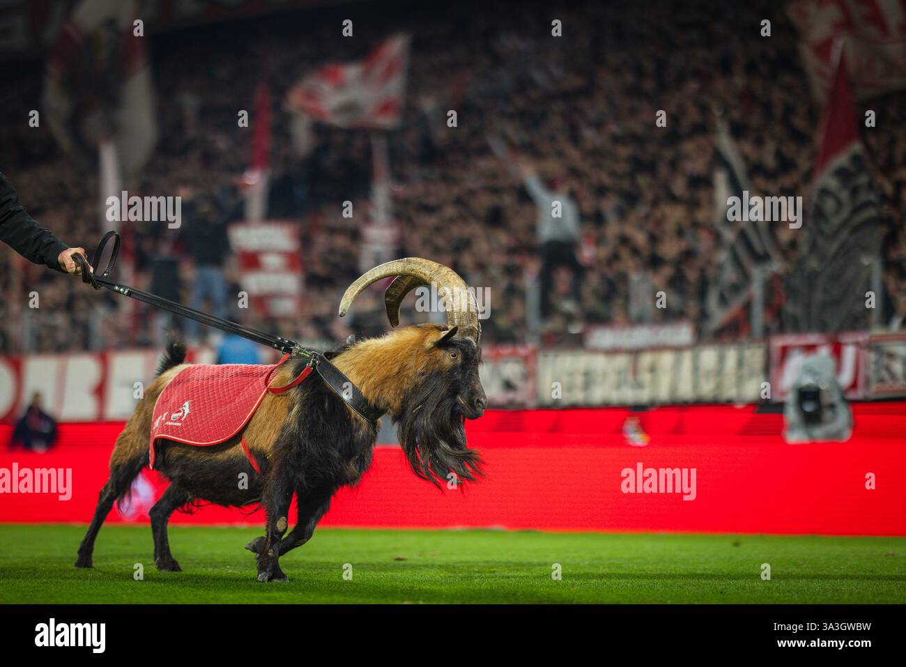 Cologne, Germany. 15th Mar 2025. Geißbock Hennes IX 1. FC Köln ...