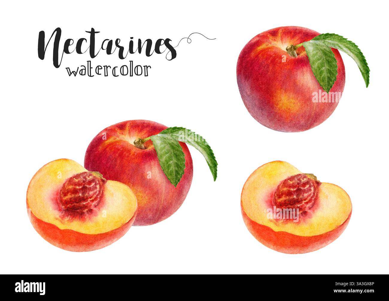 Hand-Painted Watercolor Nectarine Peach Botanical Illustration Isolated ...