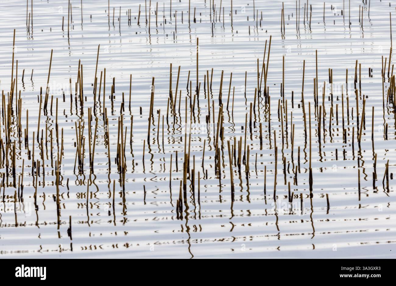 Straw reeds of reed bed above water in lake. Vertical plants contrast ...