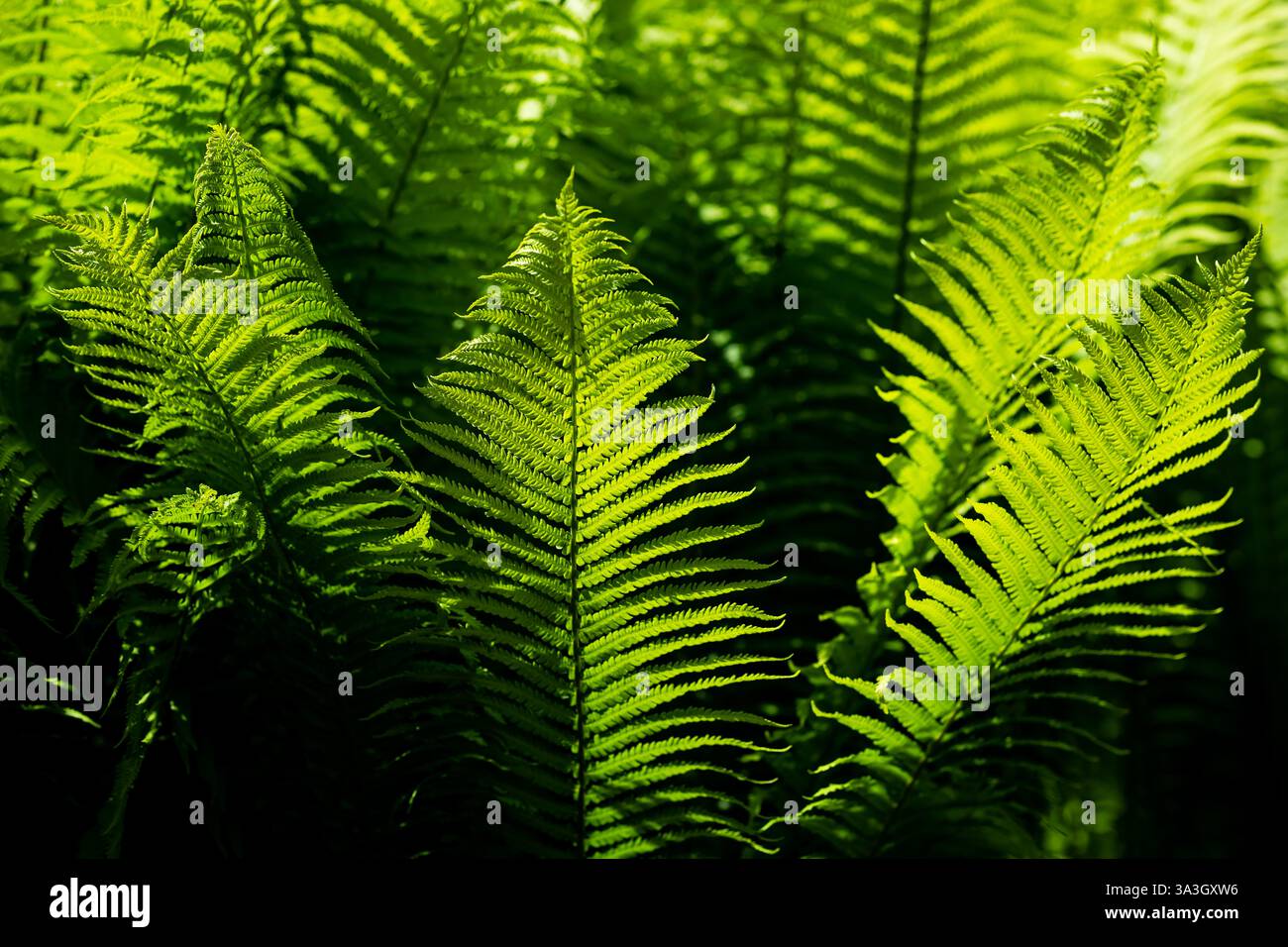 Ferns - Isabella Plantation, Richmond Park, London Stock Photo - Alamy