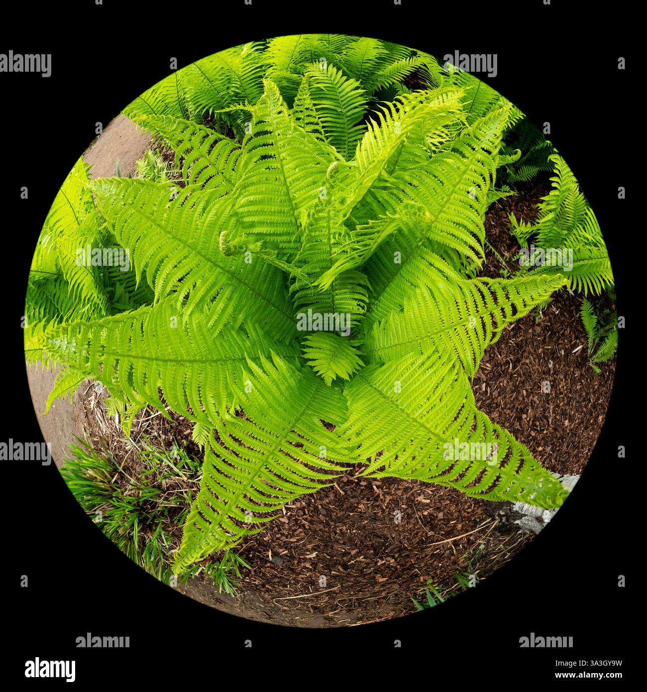 Ferns at Isabella Plantation, Richmond Park, London Stock Photo - Alamy