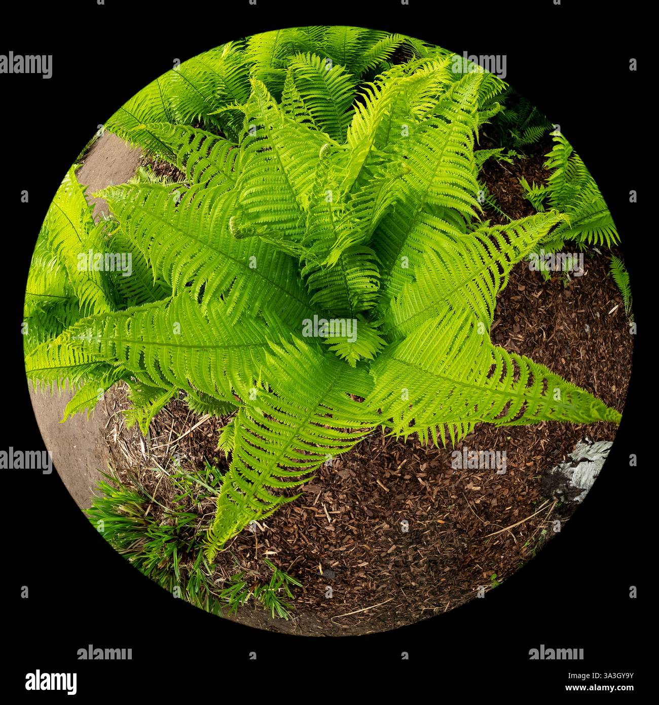 Ferns at Isabella Plantation, Richmond Park, London Stock Photo - Alamy