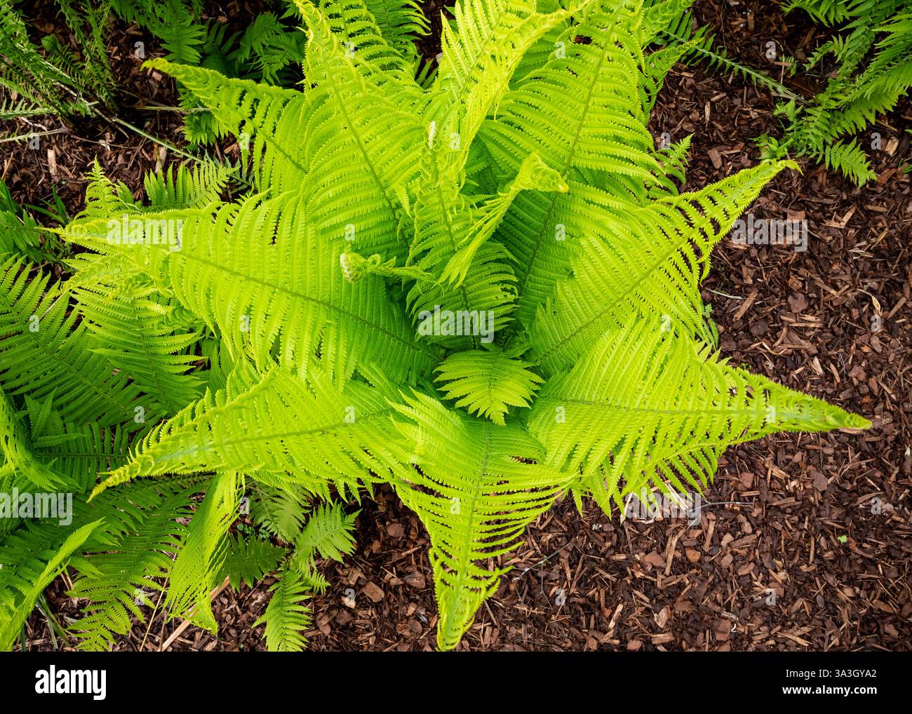 Ferns at Isabella Plantation, Richmond Park, London Stock Photo - Alamy