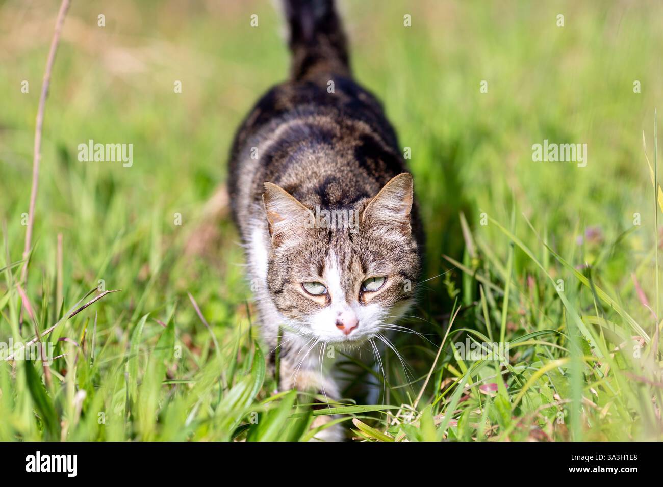 a gray tiger cat walks in the forest and climbs the branches of an oak ...