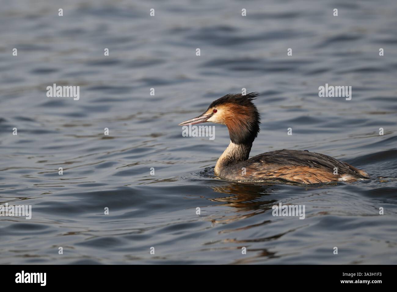 Great Crested Grebe, Podiceps cristatus, swimming on a lake Stock Photo ...