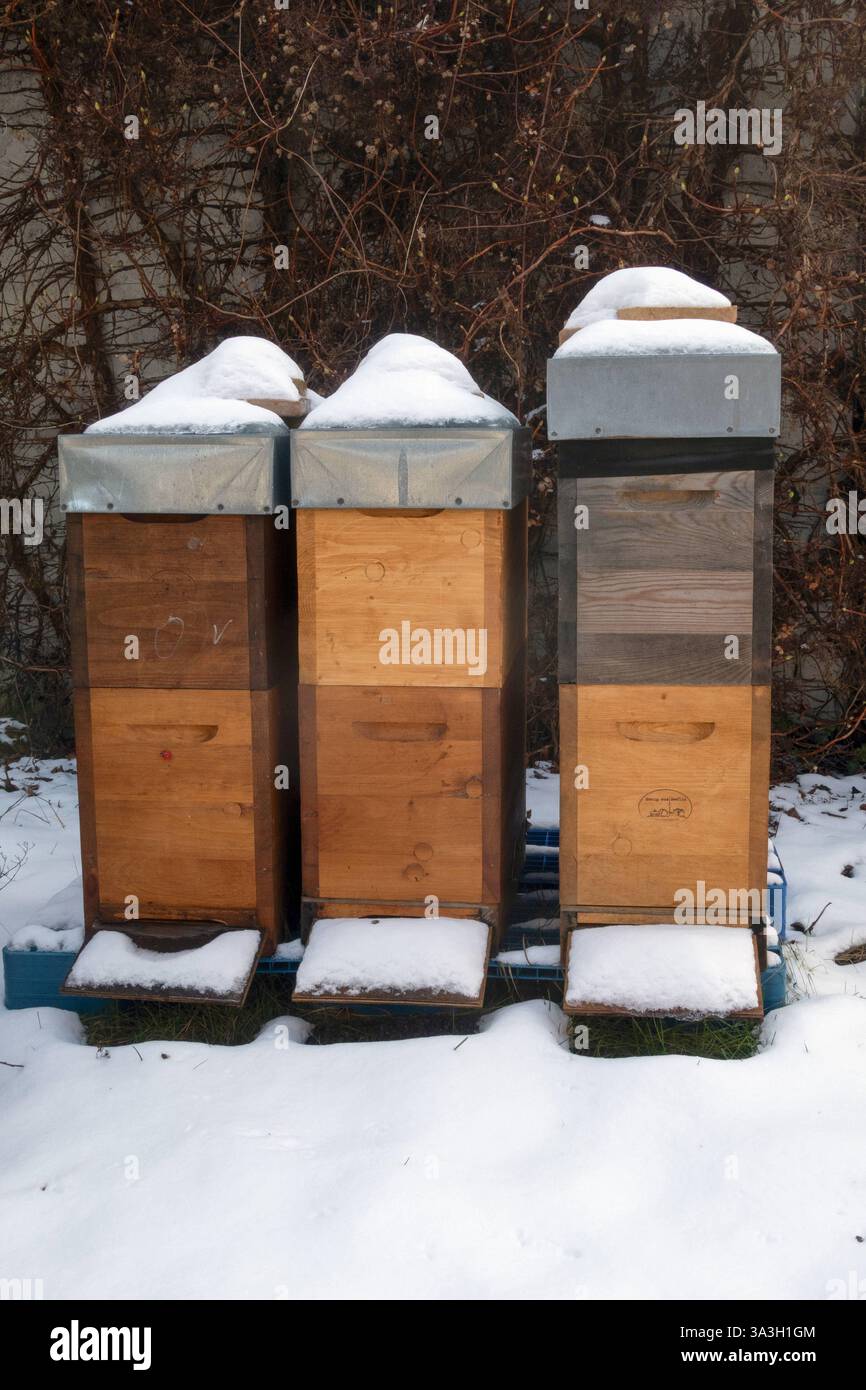12.01.2025, Berlin, GER - Bienenbeuten sind im Winter mit Schnee ...