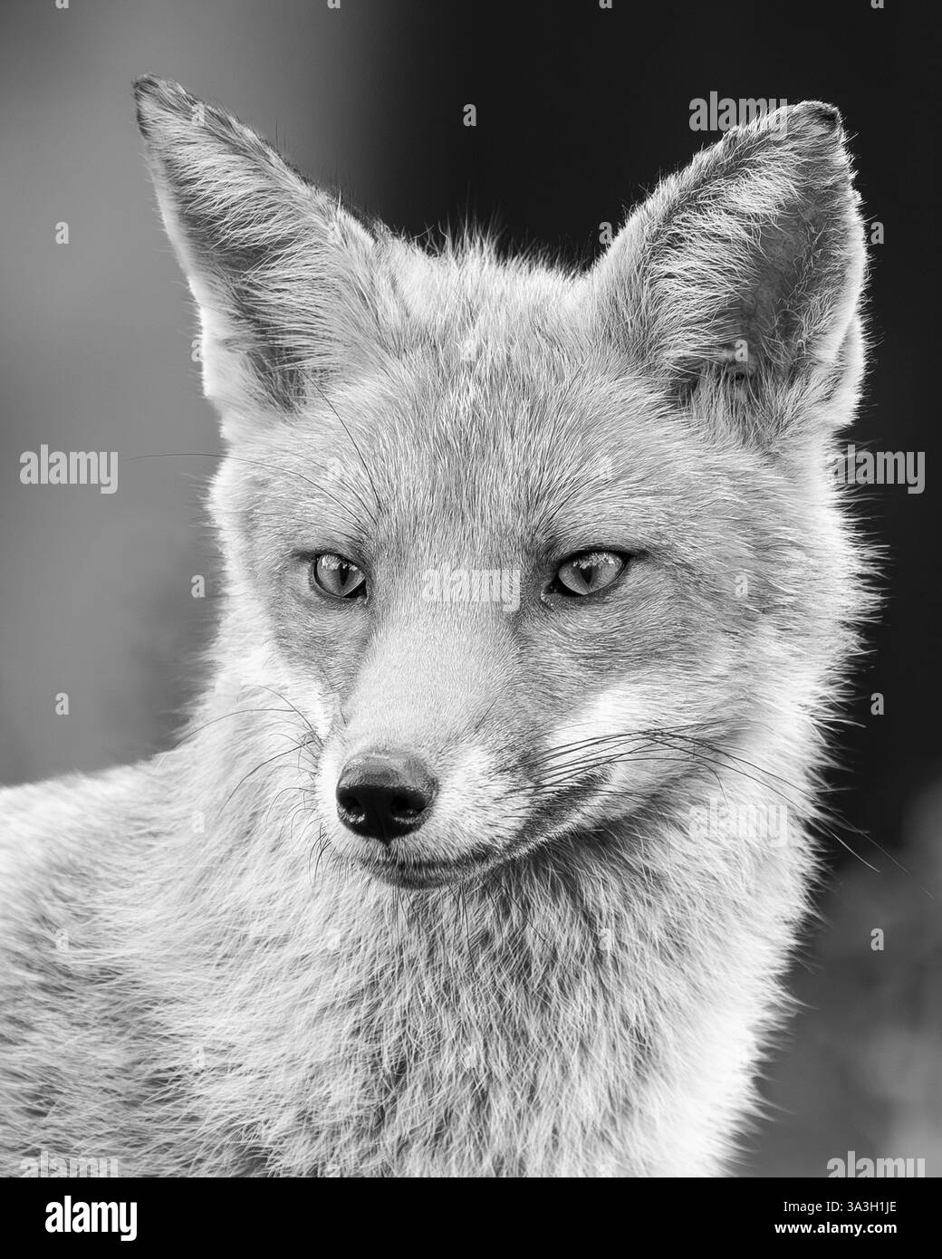 Dog close up white Black and White Stock Photos & Images - Alamy