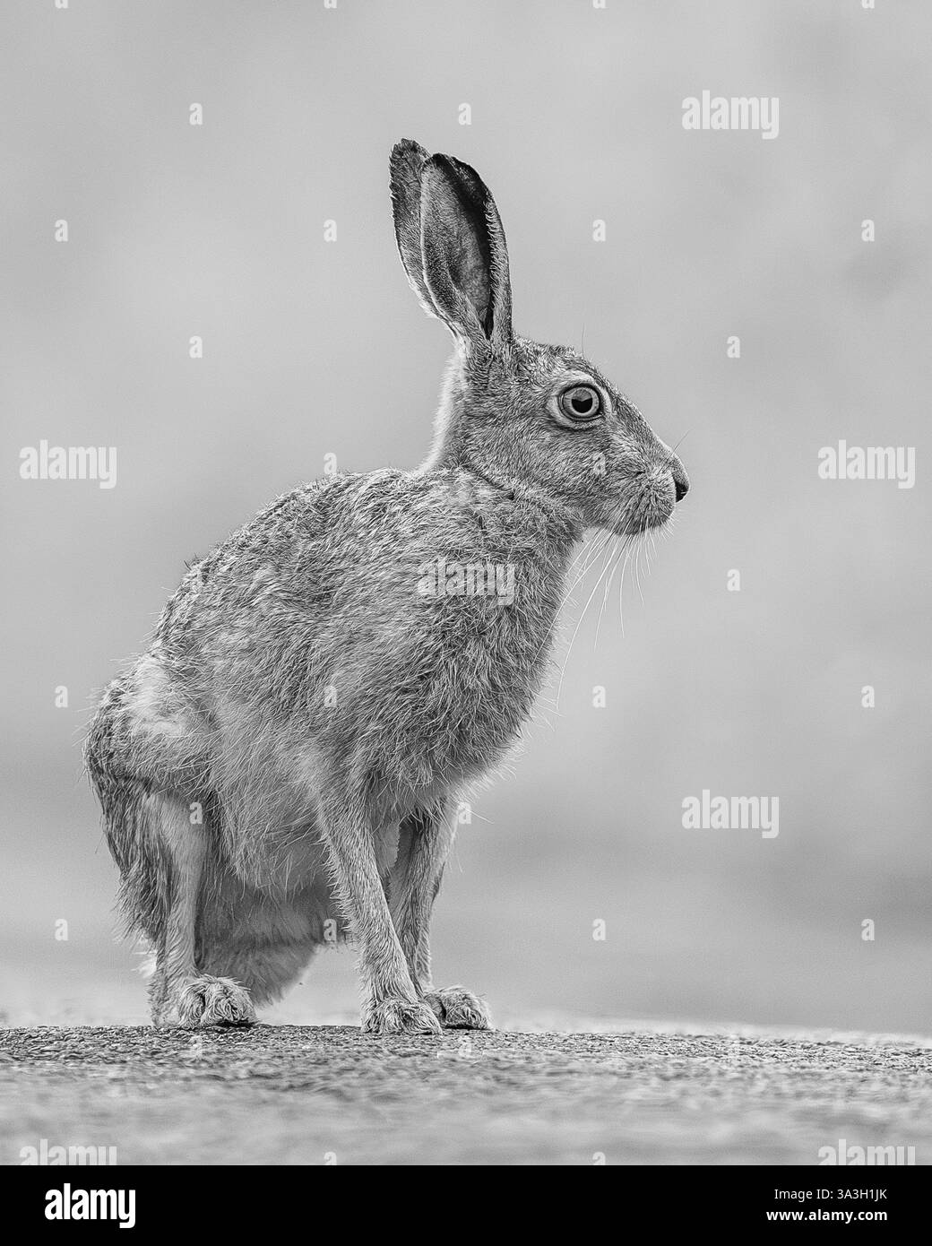 Black and white photo of a Hare Stock Photo - Alamy