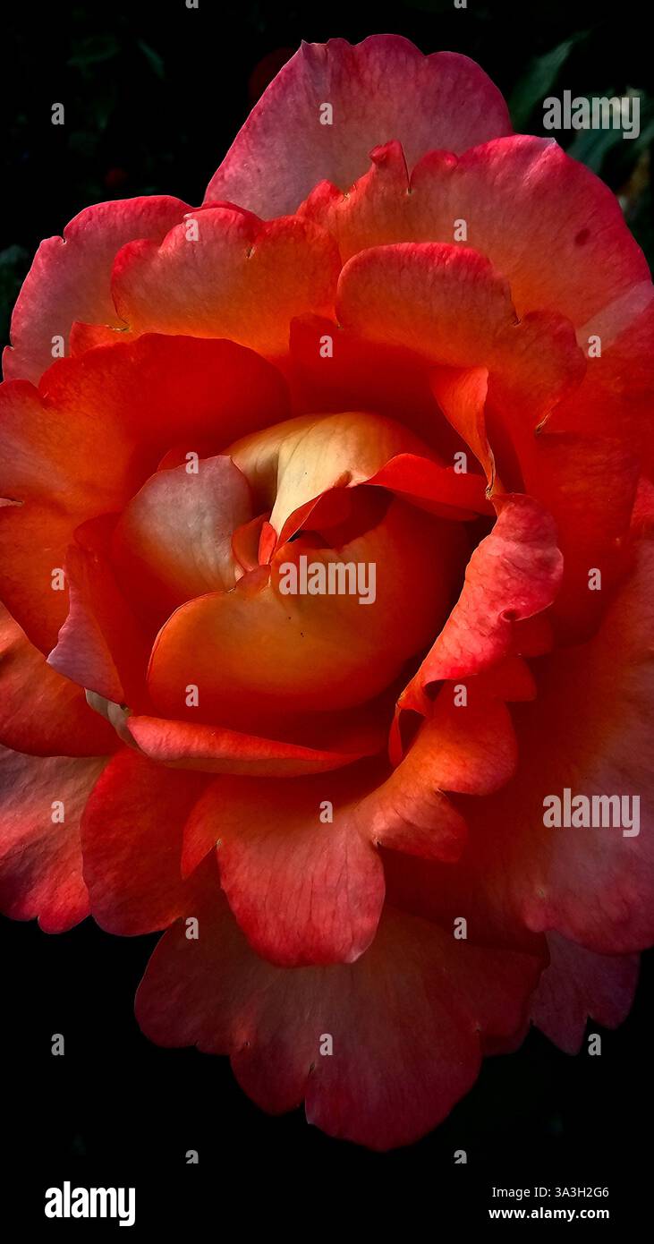 Photo of pink rose hi-res stock photography and images - Alamy