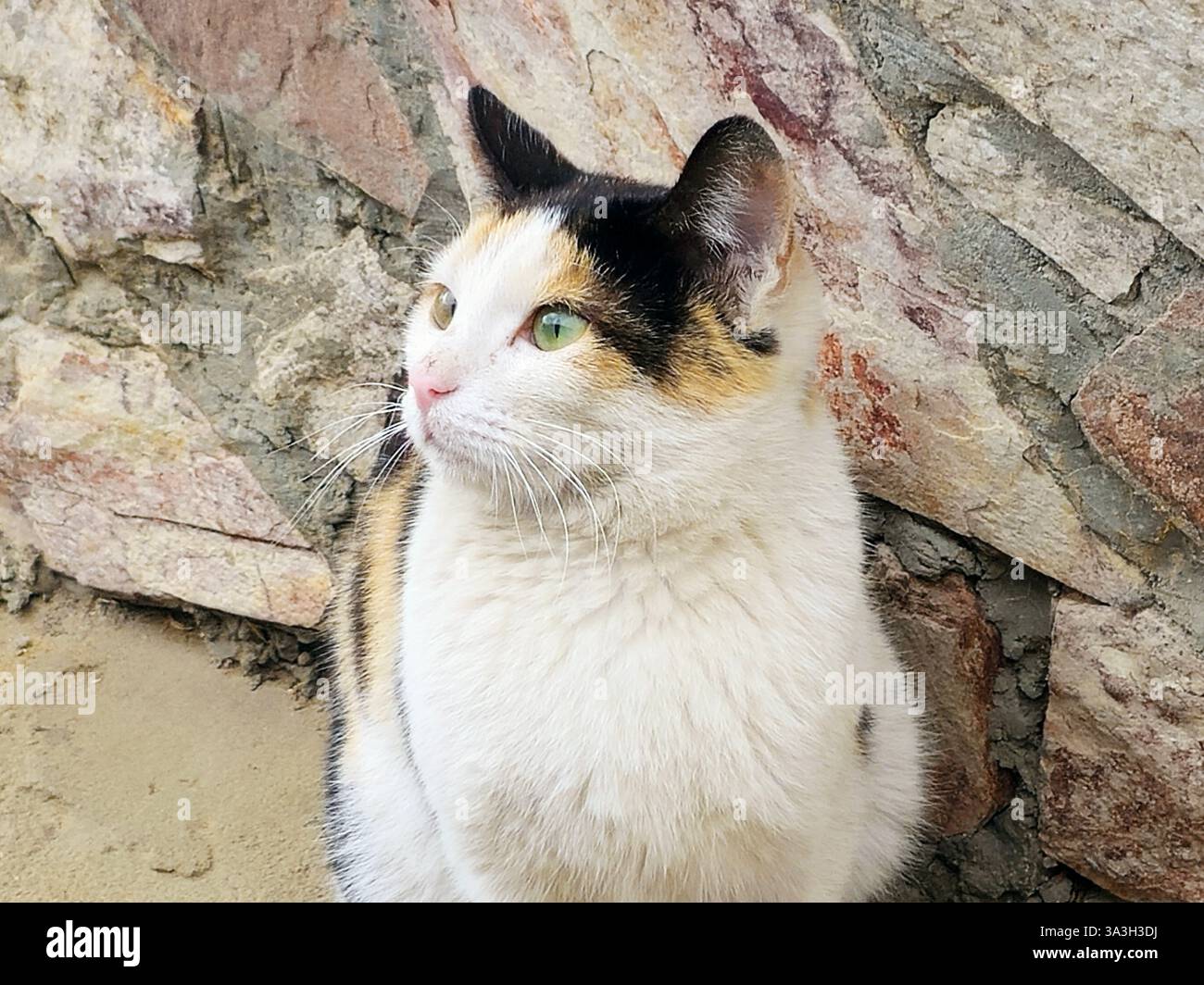 Egyptian street cat, a feral cat or a stray cat is an unowned domestic ...