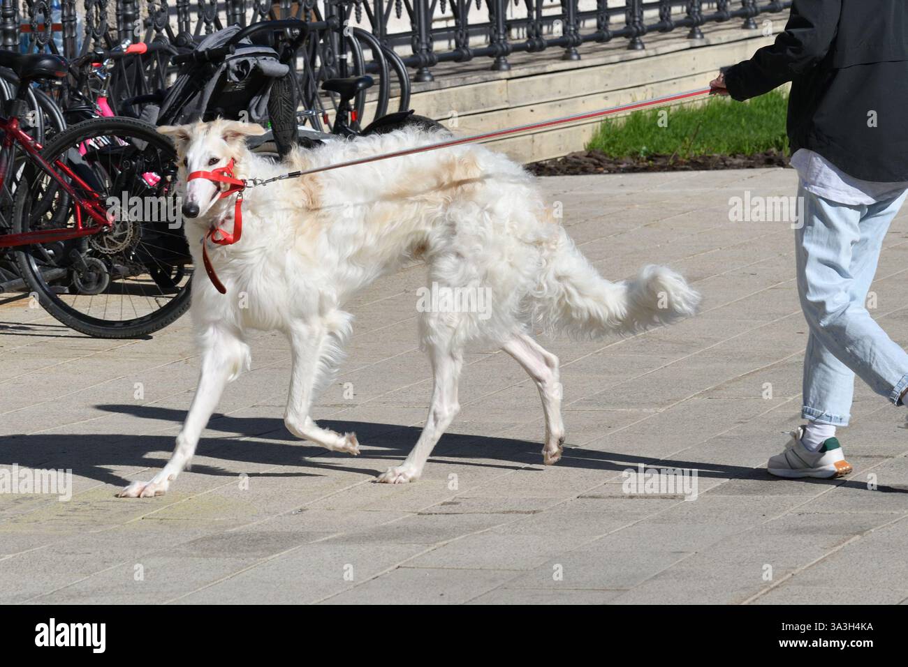 The Russian Borzoi is breed of hunting dog, classified by the FCI as ...