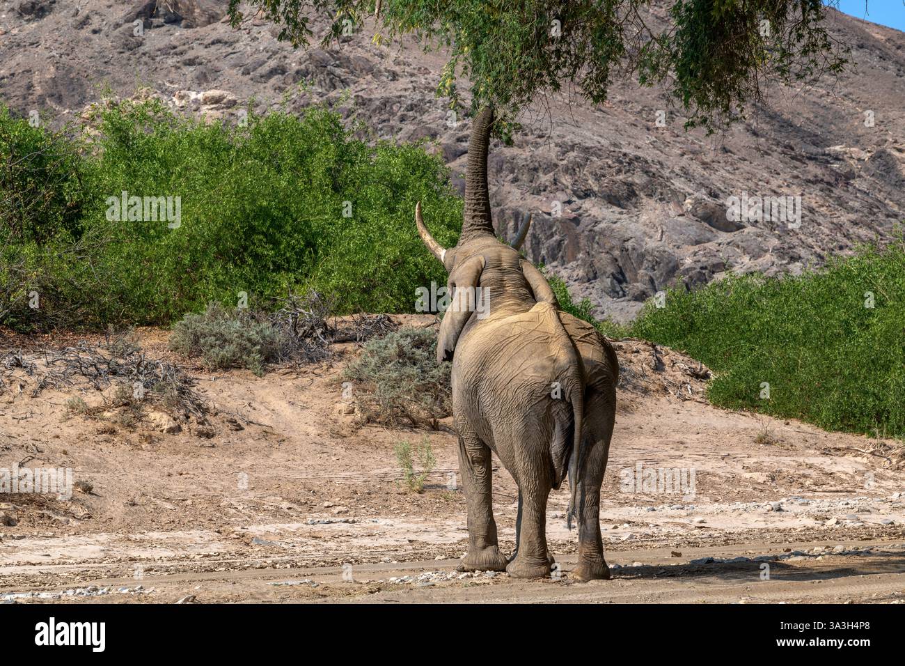 Elephant in dry Hoanib Riverbed eating Leaves of a Tree, Damaraland ...