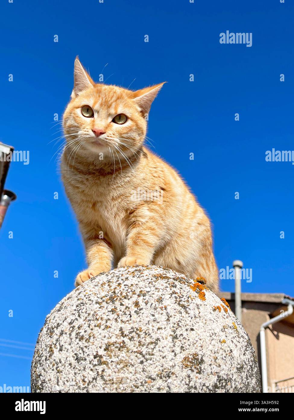 Orange tabby cat sitting on stone ball Stock Photo - Alamy