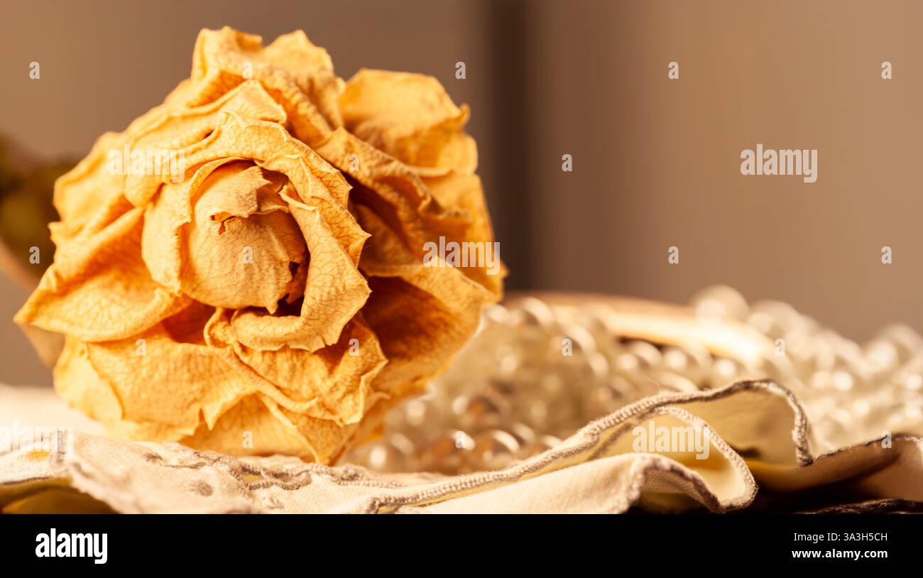 Vintage still life with dried rose and pearls symbolizing contrast ...