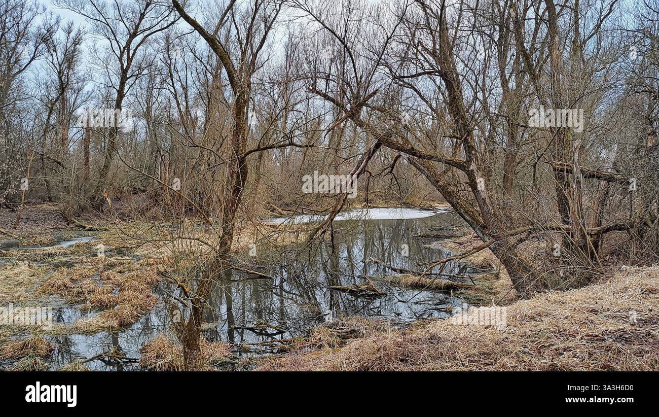 Landscape view of a floodplain forest with a pond in early spring Stock ...