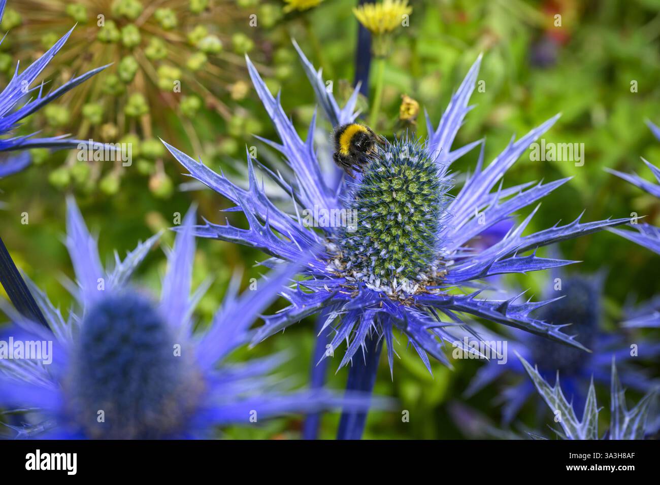 Alpine Sea Holly (Eryngium alpinum) & white-tailed bumble bee (Bombus ...