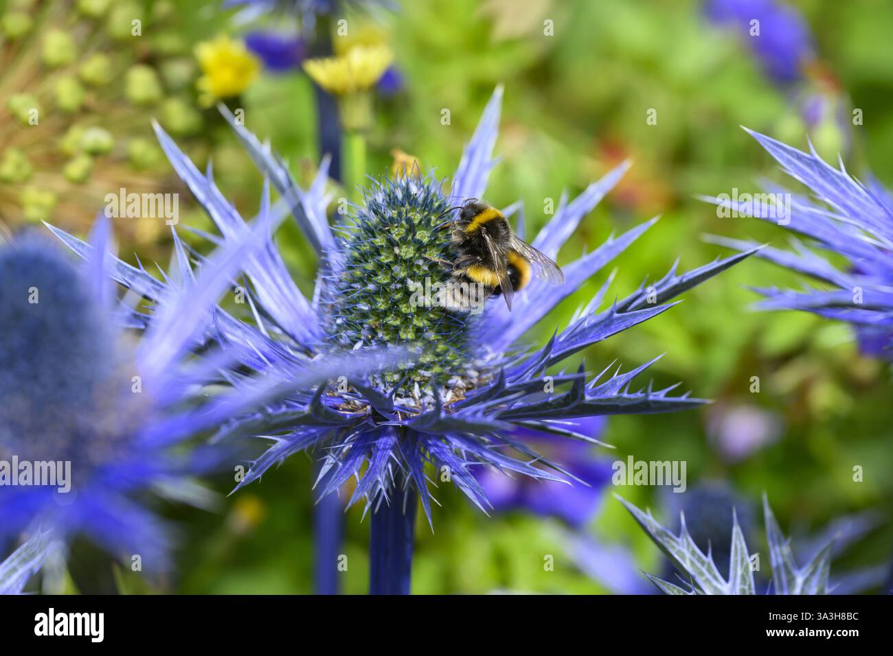 Alpine Sea Holly (Eryngium alpinum) & white-tailed bumble bee (Bombus ...