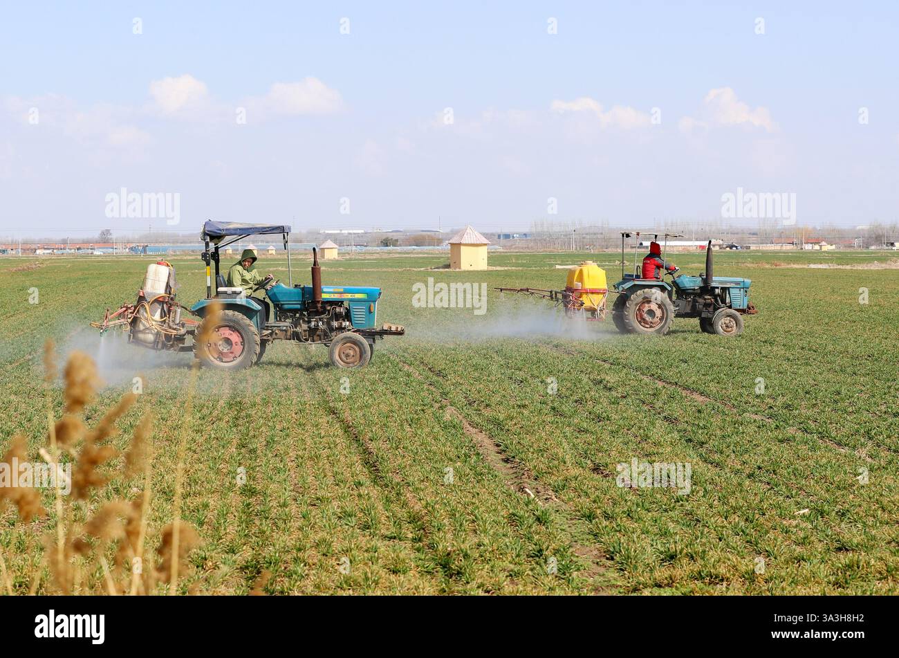 QINGDAO, CHINA - MARCH 16, 2025 - Farmer drive a long-arm sprayer to ...