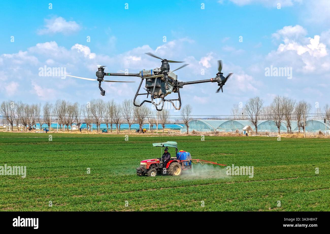 QINGDAO, CHINA - MARCH 16, 2025 - A plant protection drone and a long ...