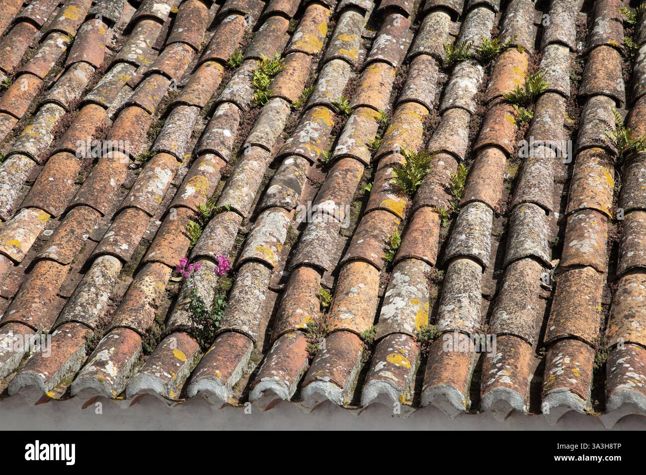 Old roof tiles feature a wavy arrangement, revealing textures, colors ...