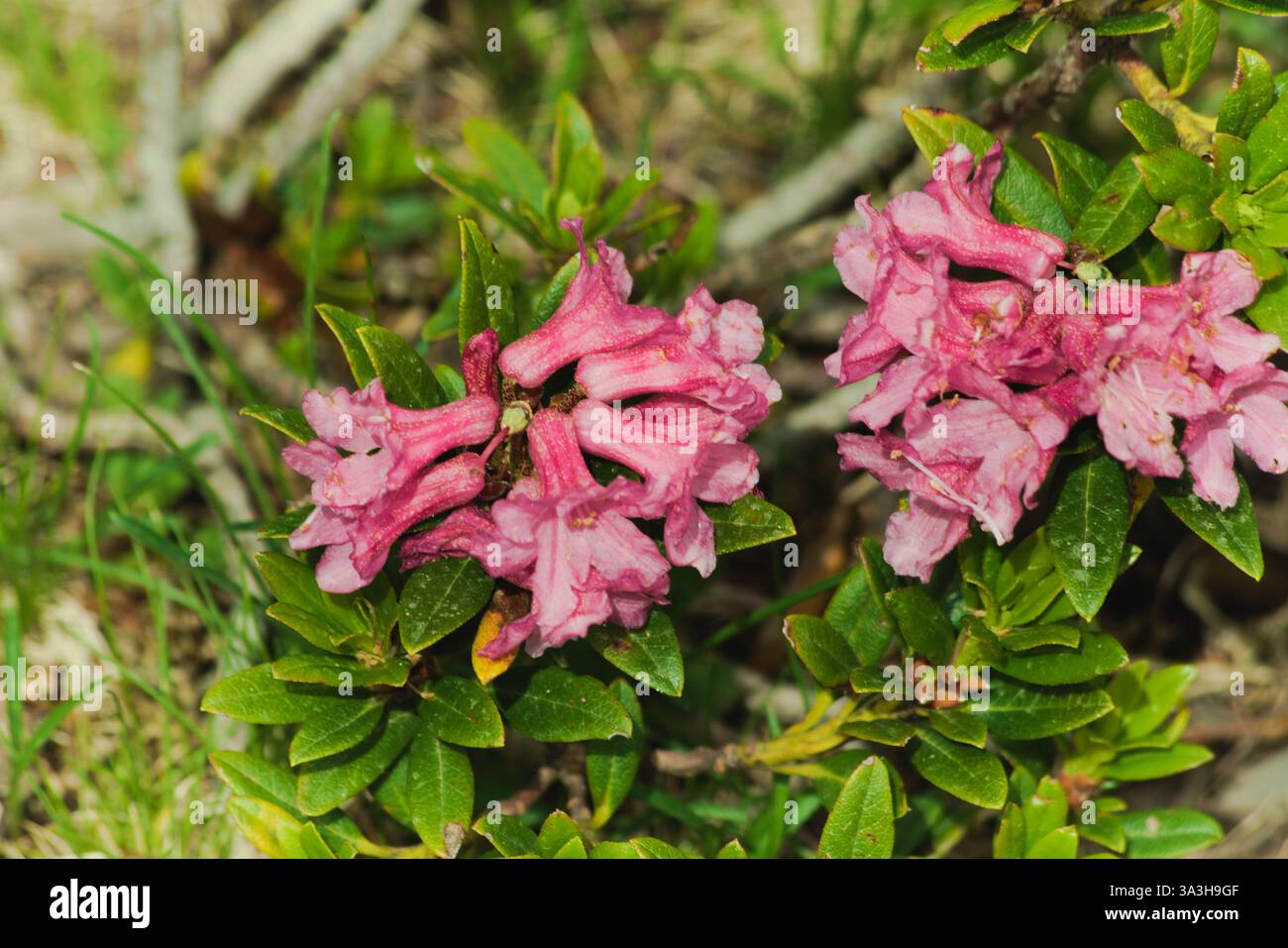 Rhododendron ferrugineum ( commonly known as alpenrose, snow-rose, or ...