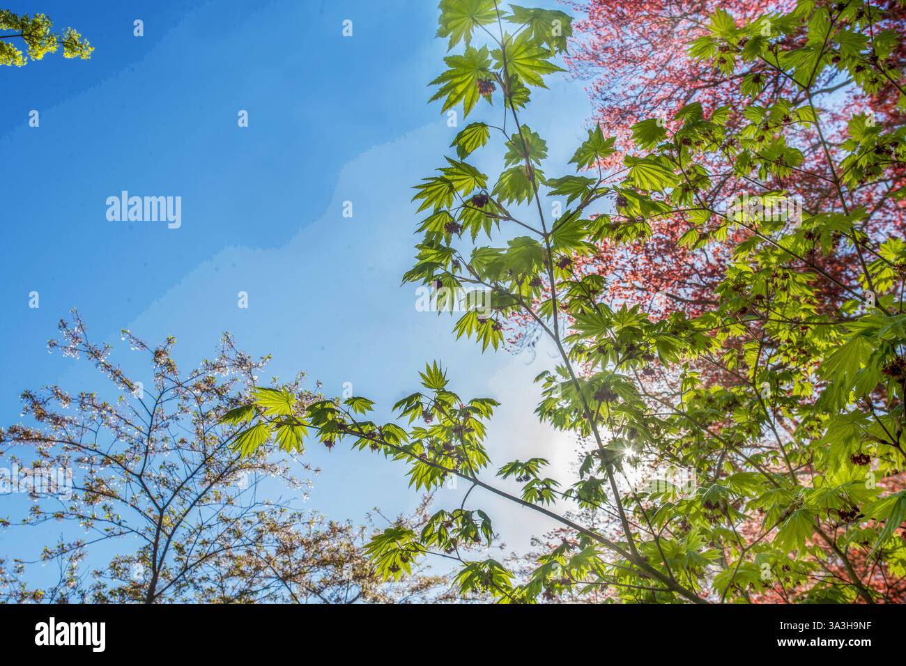 Amazing young sticky leaves of Japanese maple (Palmate maple) in ...