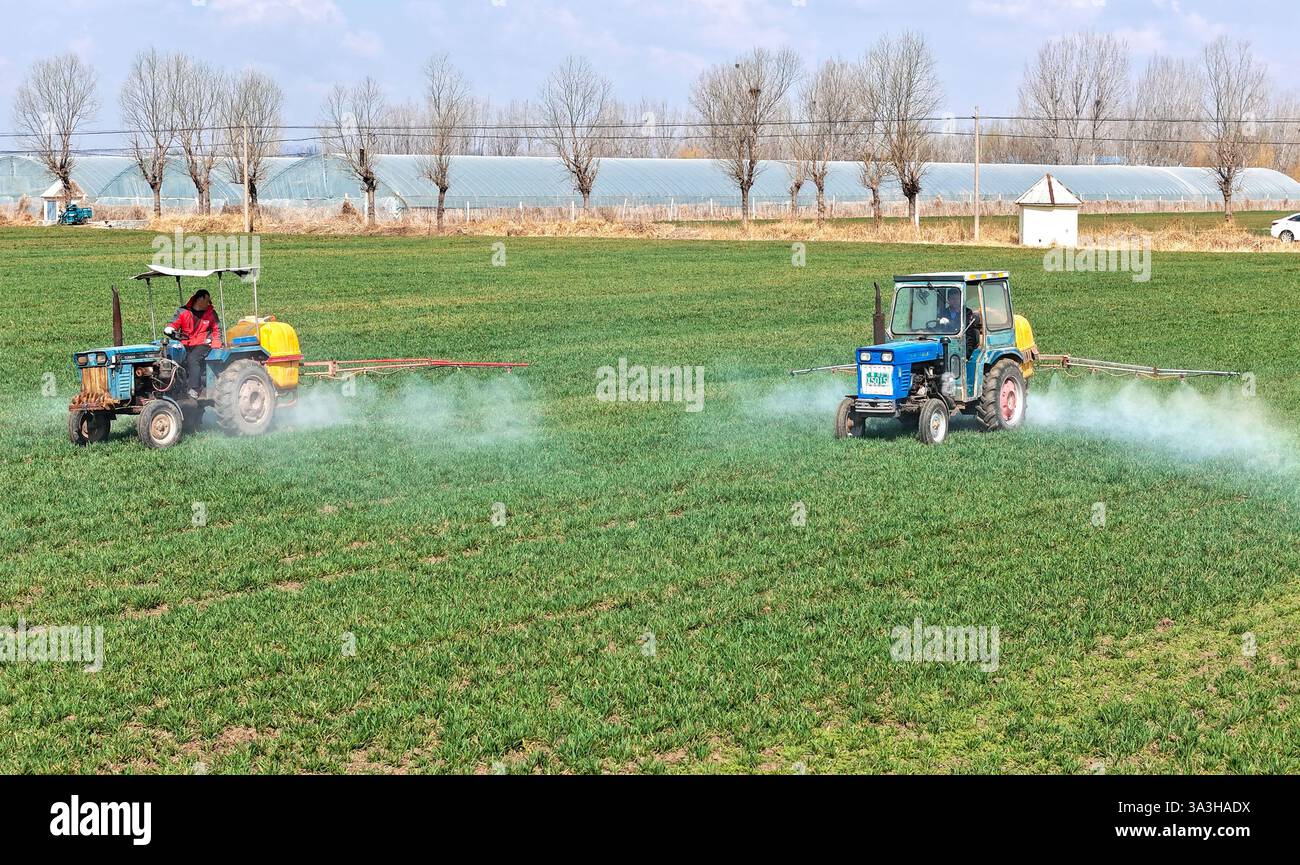 QINGDAO, CHINA - MARCH 16, 2025 - Farmer drive a long-arm sprayer to ...