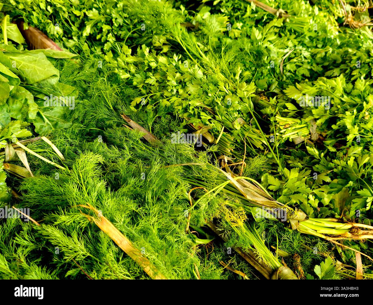 Apiaceae, Umbelliferae is a family of mostly aromatic flowering plants ...