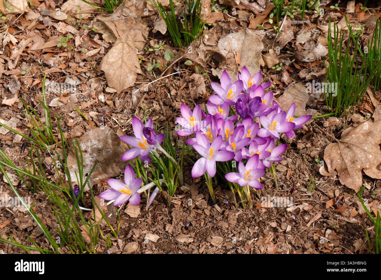 Purple Crocus in Woods Stock Photo - Alamy