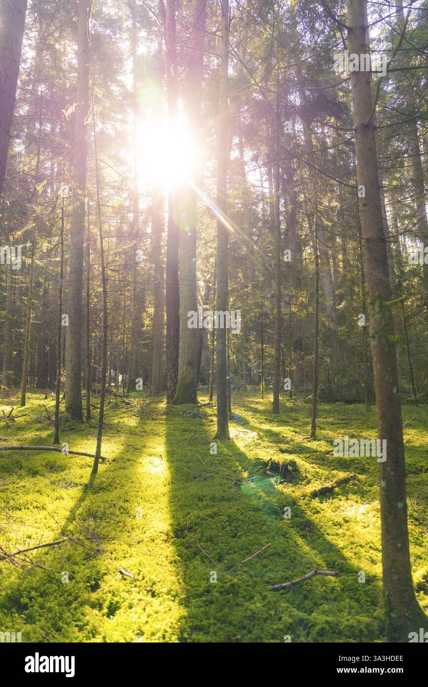 Sunbeams cast long shadows hi-res stock photography and images - Alamy