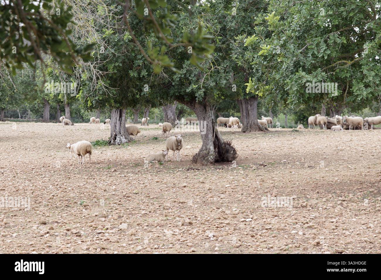 Majorca, landscape, sheep, olive tree, typical of the country, view of ...