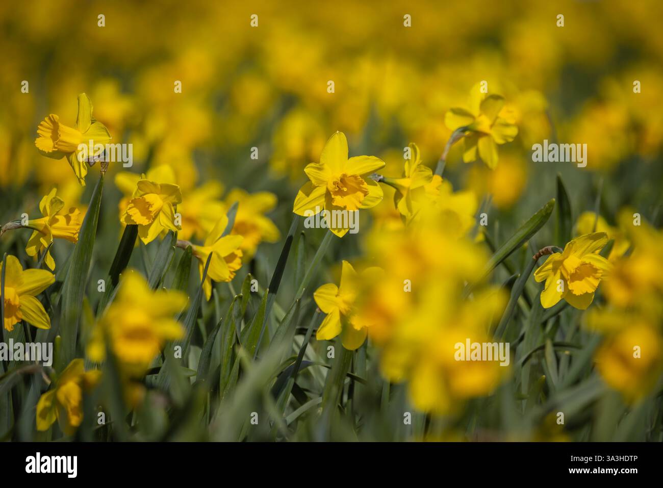 Daffodils in bloom in springtime, with a shallow depth of field Stock ...