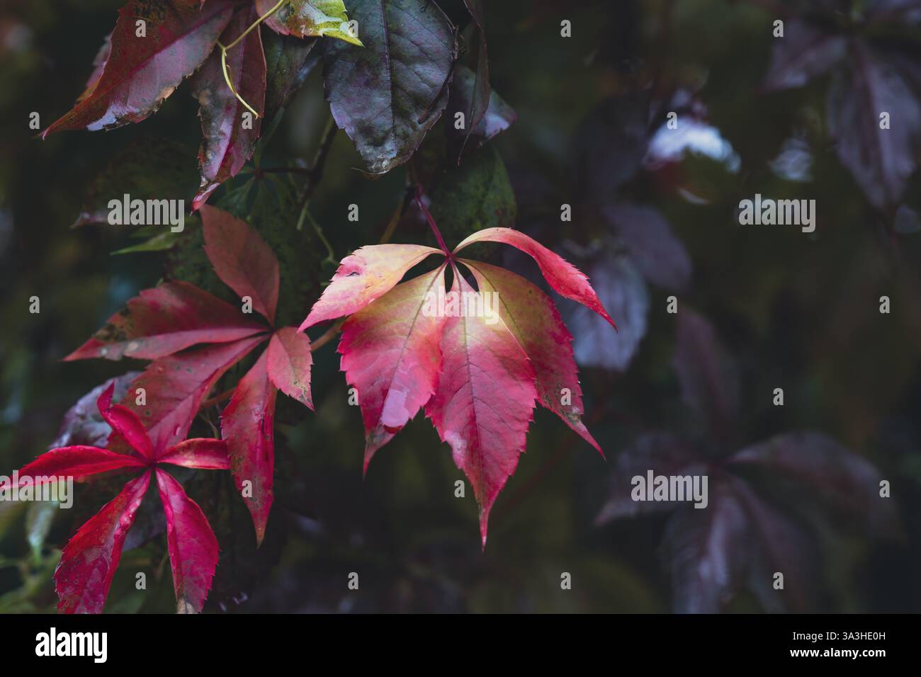 The leaf of the Virginia creeper (Parthenocissus quinquefolia) in ...