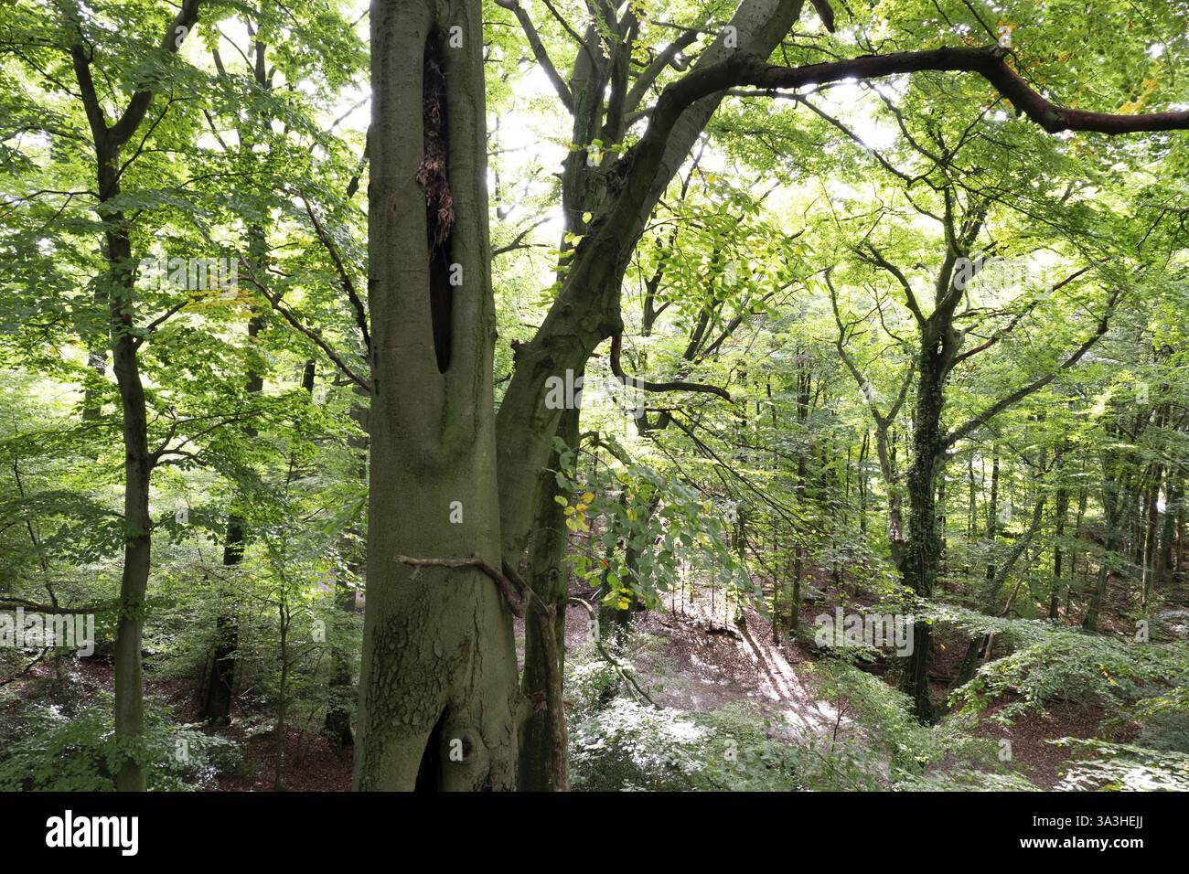 Deadwood structure Tree cavity in deciduous forest, cave with lateral ...