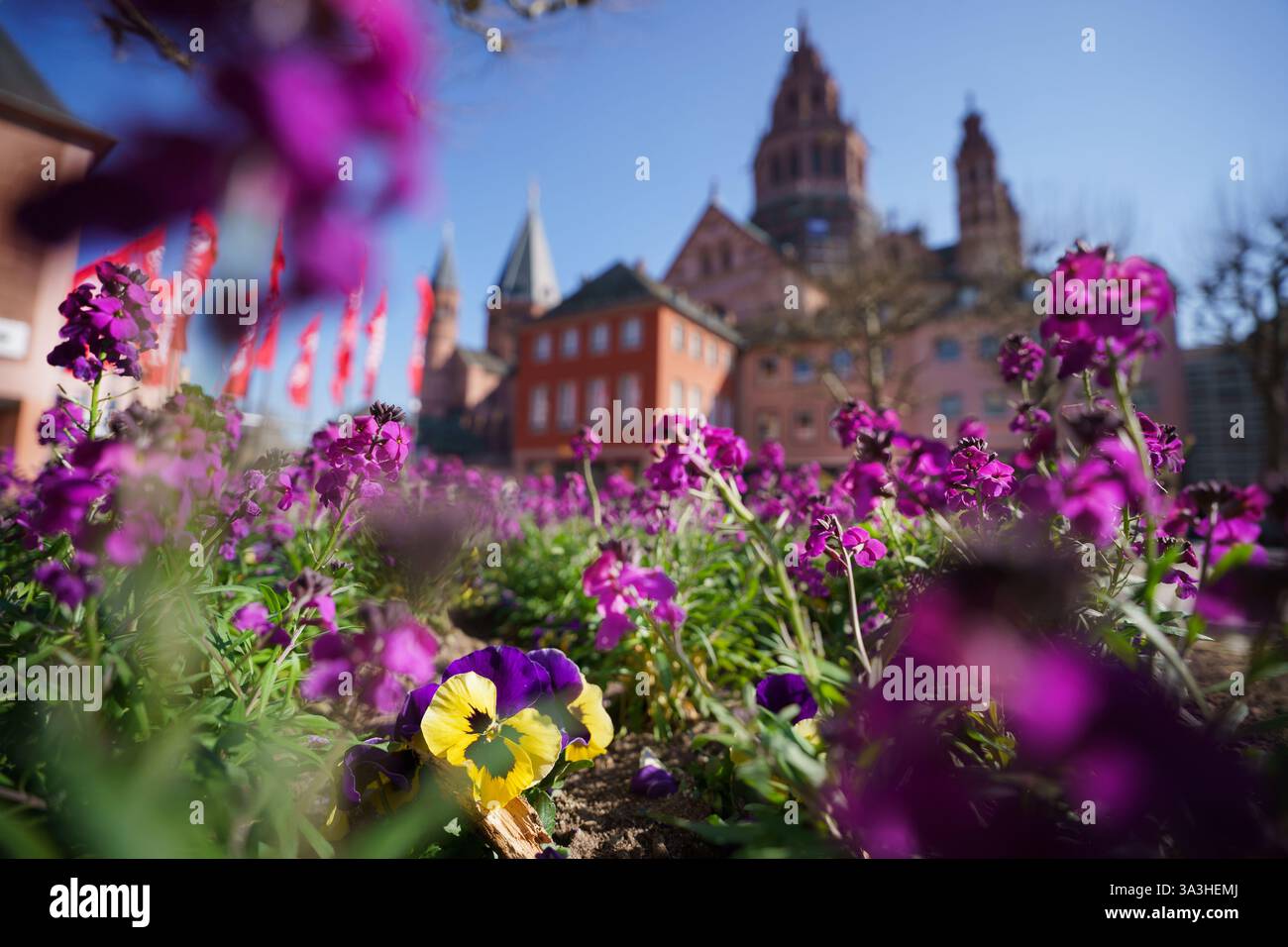 Mainz, Germany. 16th Mar, 2025. Harbingers of spring bloom in front of ...