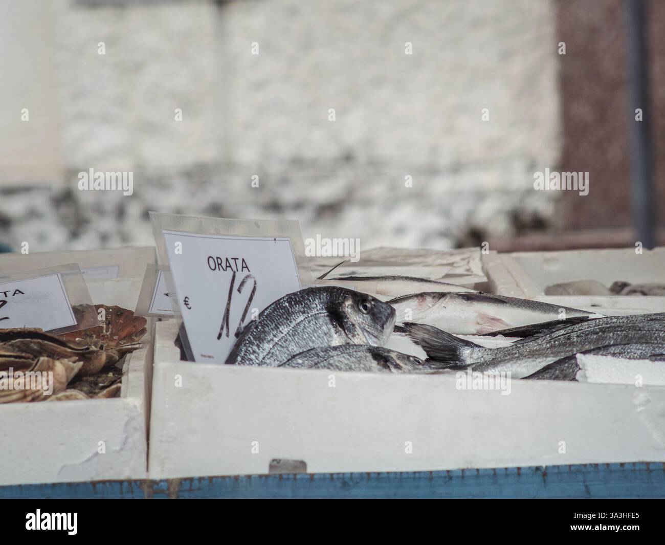 A close-up of fresh fish, including gilt-head bream, displayed in white ...