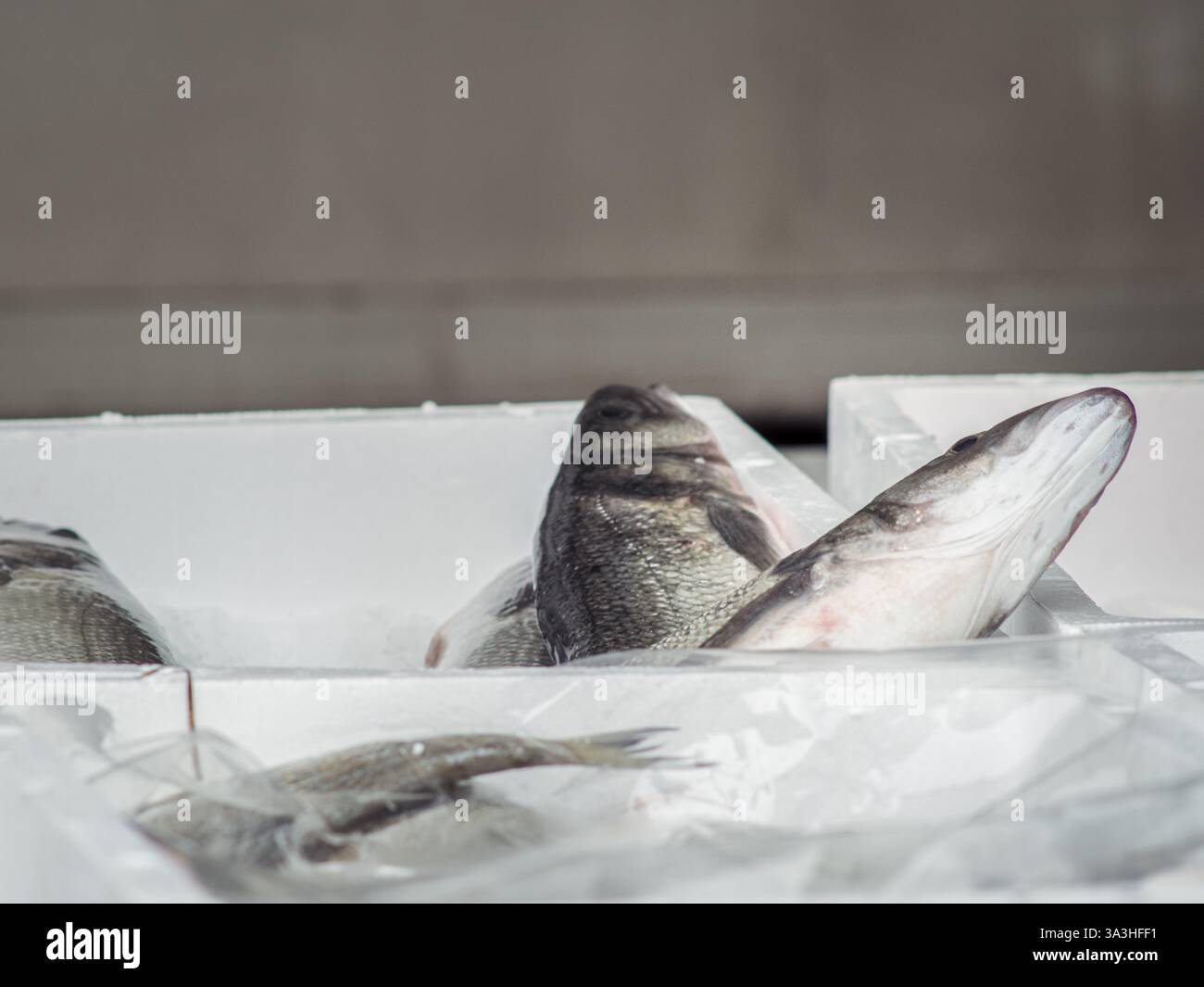 A close-up of fresh fish, including gilt-head bream, displayed in white ...